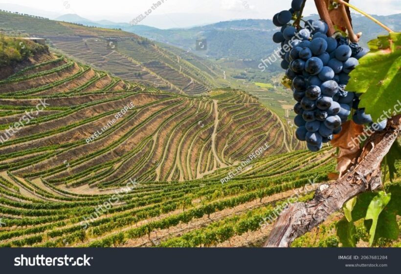 From Porto: Full-Day Douro Historical Tour - The Sum Up