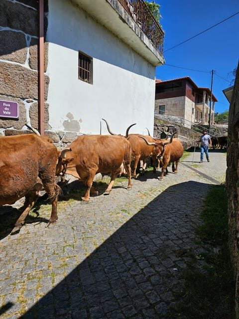 From Porto: Full-Day Tour in Gerês National Park - Visiting Aldeia de Fafião: A Village Alive in Tradition