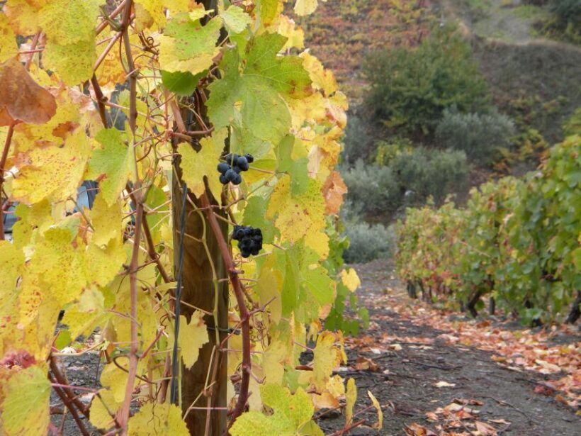 From Porto: Private Douro Valley Tour with Booking Service - The Authentic Experience: Wine, Food, and Culture