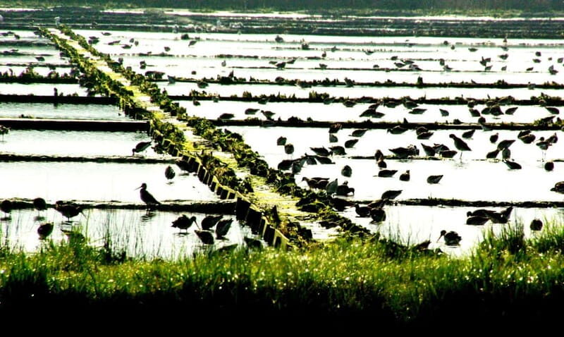 From Porto to Aveiro: Cruise, Aves, Salinas, Costa Nova, and Vista Alegre - The Value Proposition