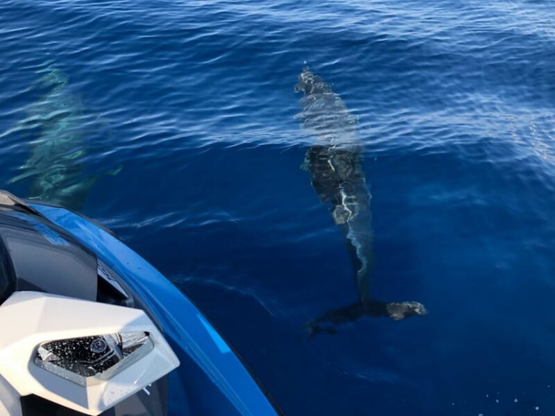 From Propriano: Gulf of Valinco Jetski Tour - 1h - Why This Tour Is a Good Choice