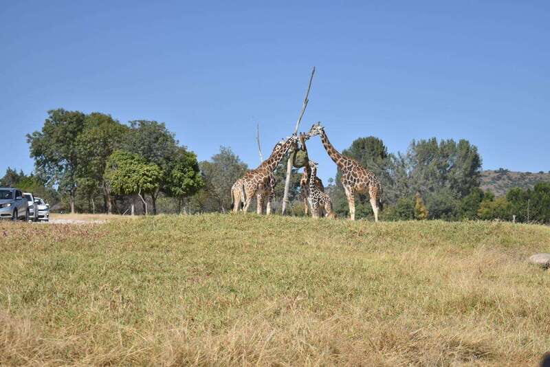 From Puebla: Africam Safari Private Tour all included - Key Points