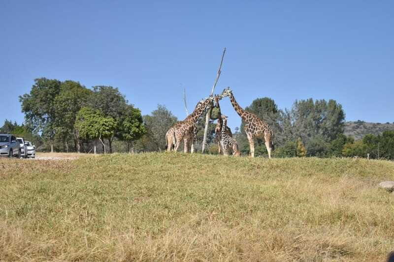 From Puebla: Africam Safari Private Tour all included - FAQ