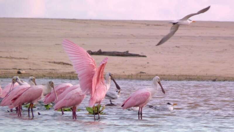 From Puerto Escondido: Birdwatching on a Boat - An In-Depth Look at the Birdwatching Boat Tour