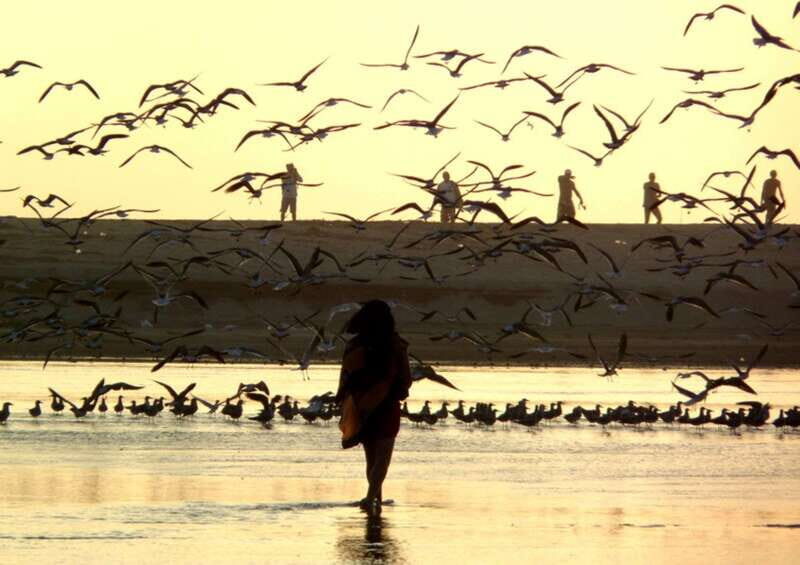 From Puerto Escondido: Birdwatching on a Boat - Practical Tips for Participants