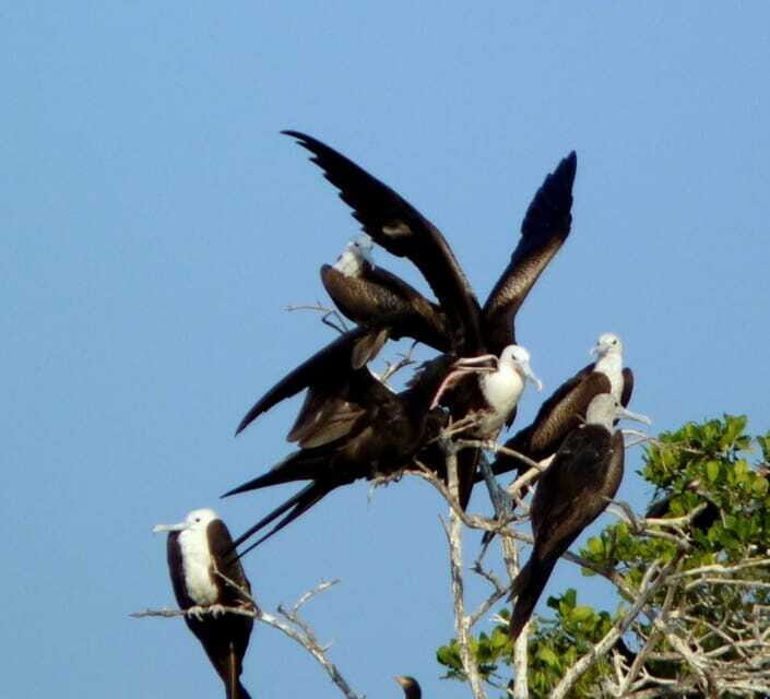From Puerto Escondido: Birdwatching on a Boat - FAQ