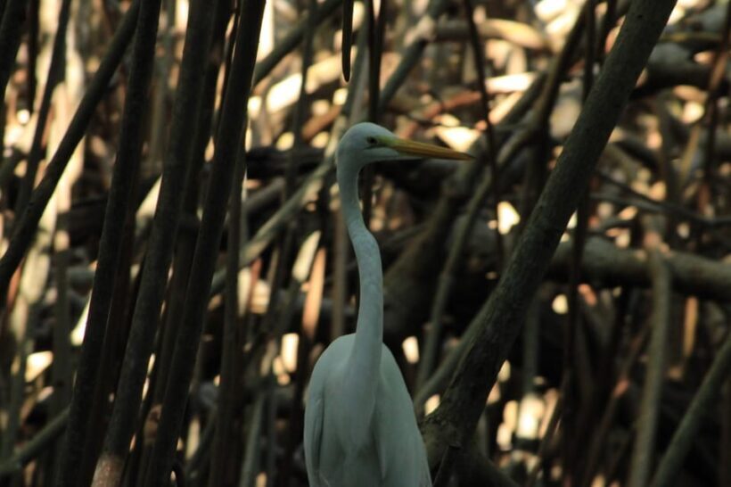 From Puerto Escondido: Day Trip to Chacahua National Park - Practical Details and What to Bring