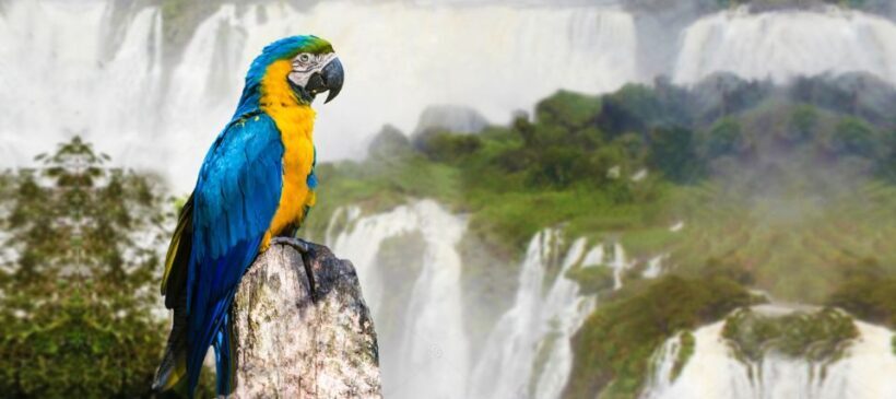 From Puerto Iguazu: Half-Day Brazilian Falls Excursion - FAQ