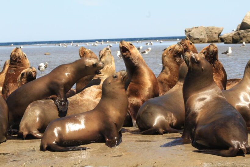 From Puerto Madryn: City and Punta Loma Tour - What to Expect During Your Tour