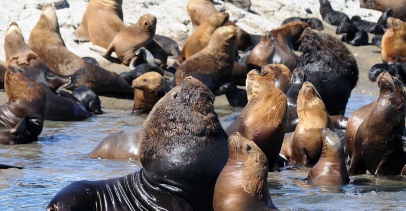 From Puerto Madryn: City and Punta Loma Tour - The Value Proposition: Is It Worth It?