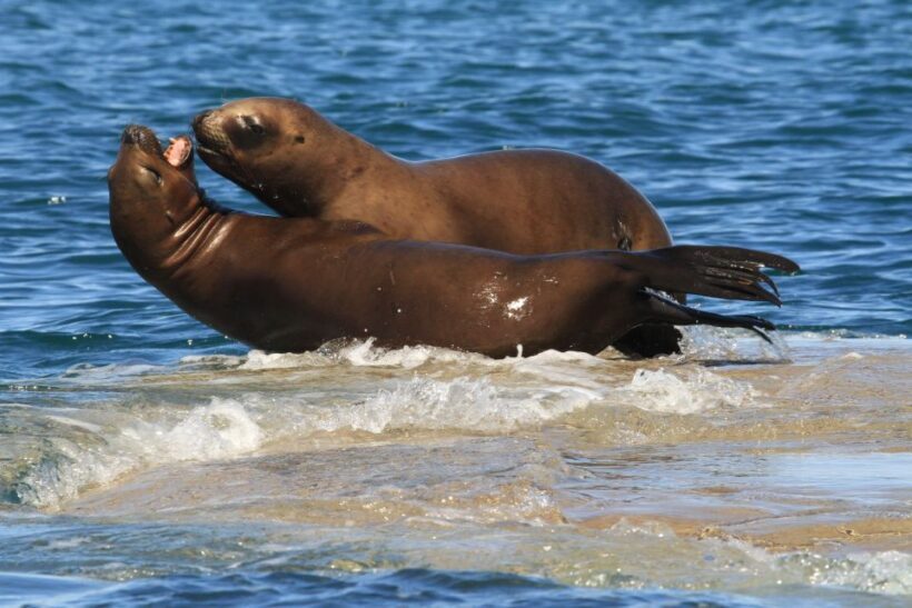 From Puerto Madryn: City and Punta Loma Tour - Who Will Love This Tour?