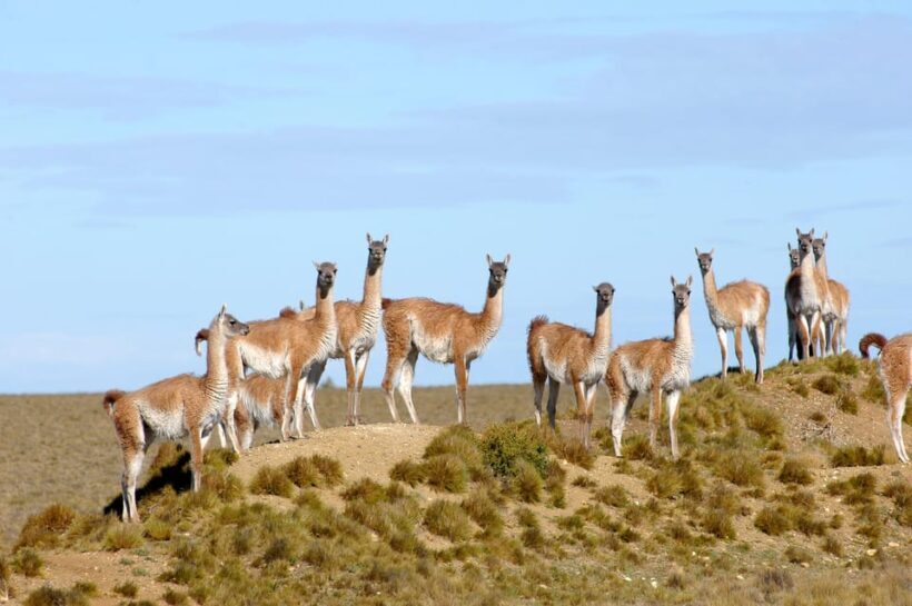 From Puerto Madryn: Full-Day Valdes Peninsula Tour - Full Review of the From Puerto Madryn: Full-Day Valdes Peninsula Tour