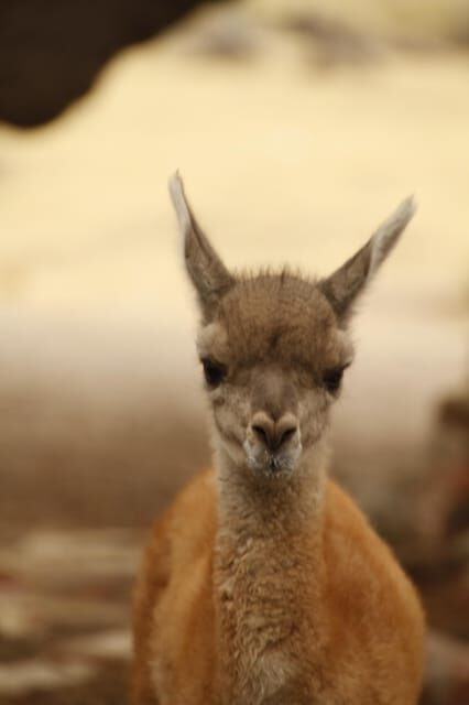 From Puerto Madryn: Full-Day Valdes Peninsula Tour - How the Tour Works: Practical Considerations