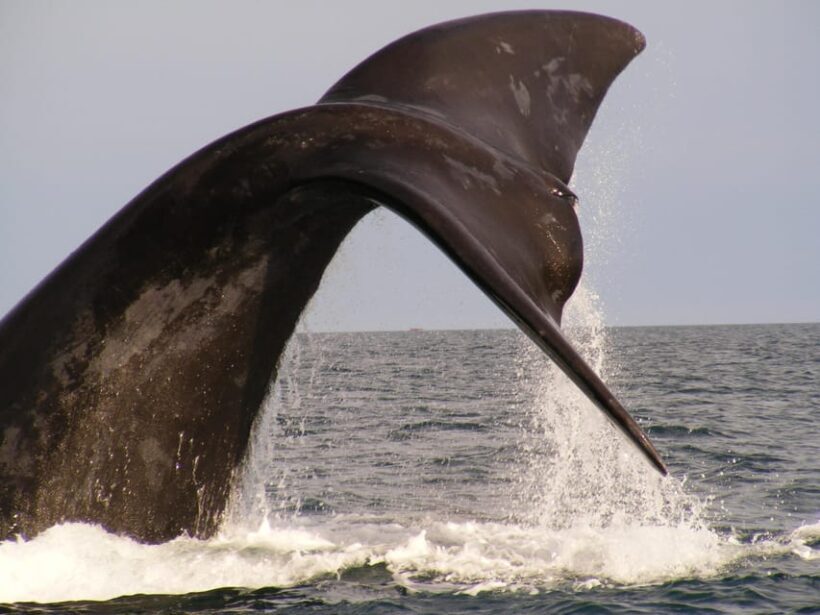 From Puerto Madryn: Full-Day Valdes Peninsula Tour - The Bottom Line: Who Should Consider This Tour?