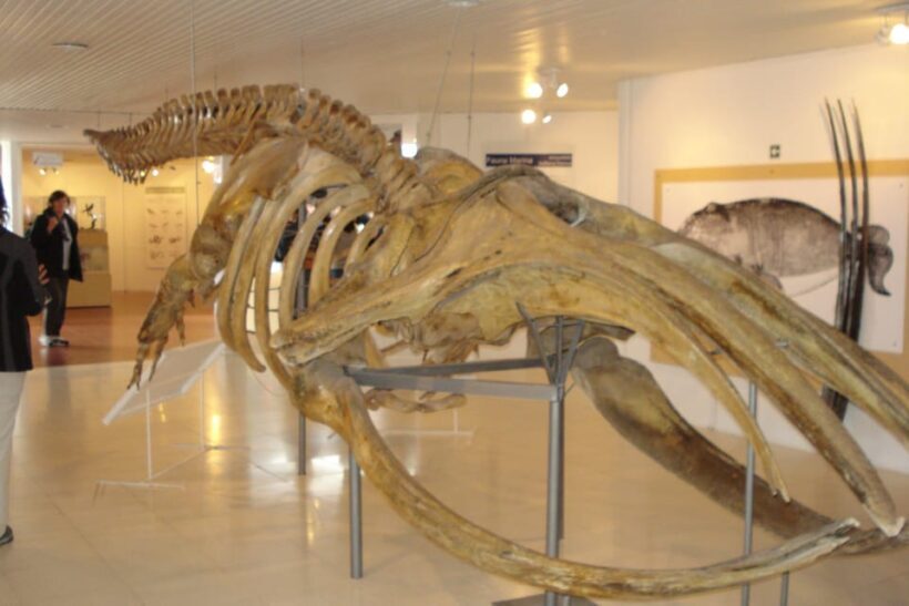 From Puerto Madryn: Full-Day Valdes Peninsula Tour - FAQs