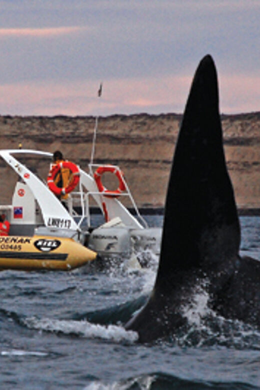 From Puerto Madryn: Full-Day Valdes Peninsula Tour - Final Thoughts