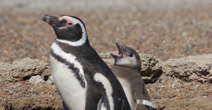 From Puerto Madryn: Penguin Tour & Península Valdés Day Trip - Key Points