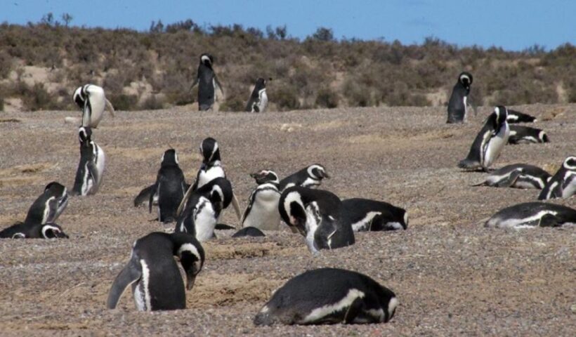 From Puerto Madryn: Penguin Tour & Península Valdés Day Trip - In-Depth Look at the Experience