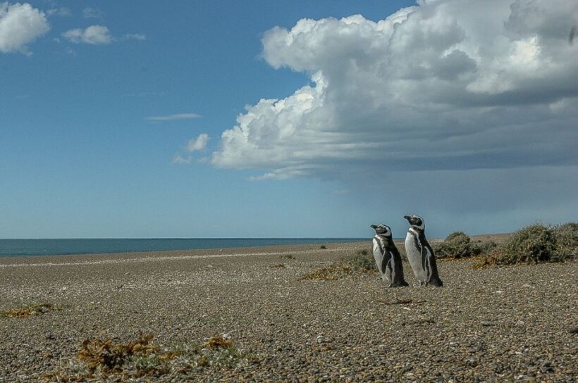 From Puerto Madryn: Penguin Tour & Península Valdés Day Trip - Authentic Encounters and Cultural Value