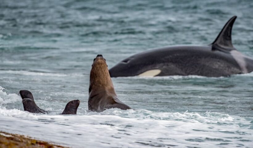 From Puerto Madryn: Penguin Tour & Península Valdés Day Trip - Final Words: Who Should Consider This Tour?