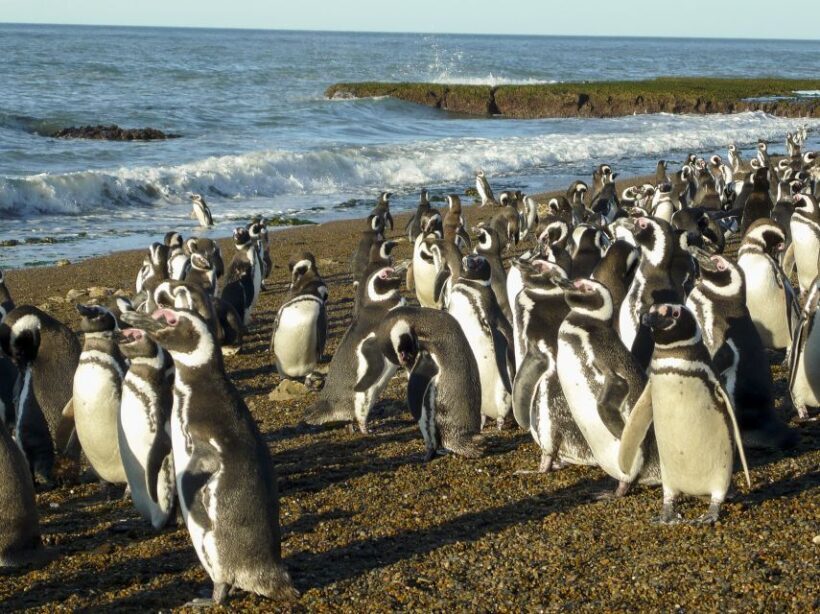 From Puerto Madryn: Penguin Tour & Península Valdés Day Trip - FAQs