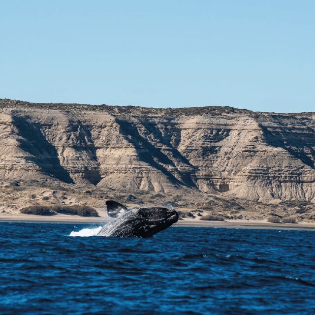 From Puerto Madryn: Peninsula Valdés Shore Excursion - An In-Depth Look at the Peninsula Valdés Shore Excursion