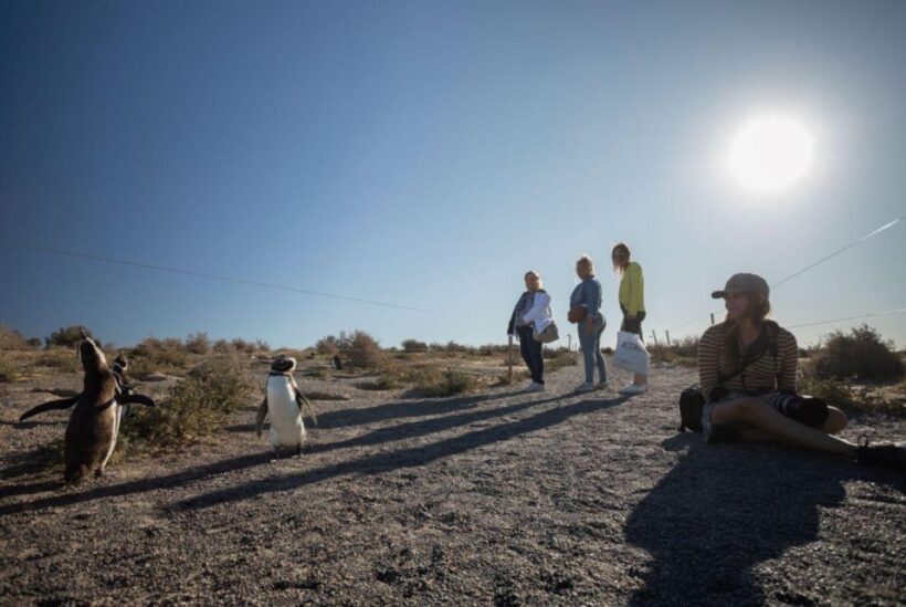 From Puerto Madryn: Punta Tombo Day Trip with Hotel Transfer - Who This Tour Is Perfect For