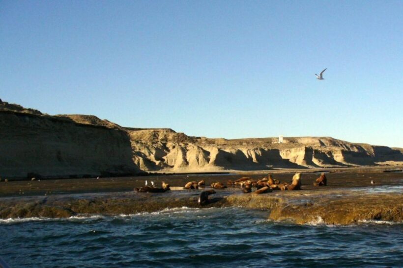 From Puerto Madryn: Punta Tombo Day Trip with Hotel Transfer - Who Might Want to Consider Other Options