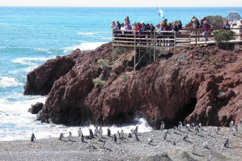From Puerto Madryn: Punta Tombo Day Trip with Hotel Transfer - Final Thoughts