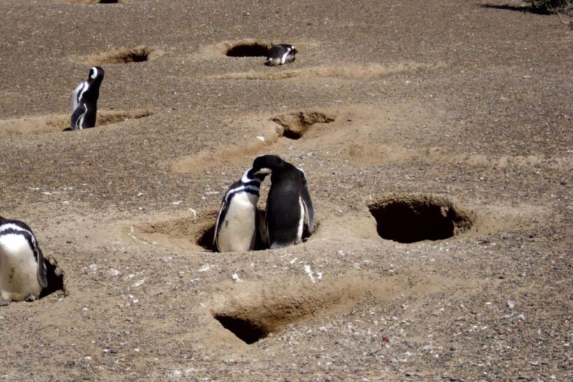 From Puerto Madryn: Punta Tombo Day Trip with Hotel Transfer - FAQs