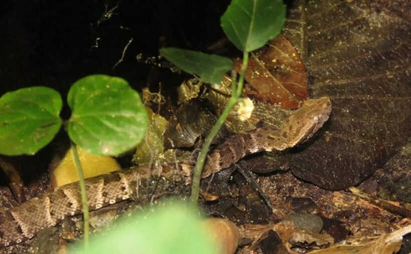 From Puerto Maldonado: Jungle trekking + Sandoval Lake - FAQ