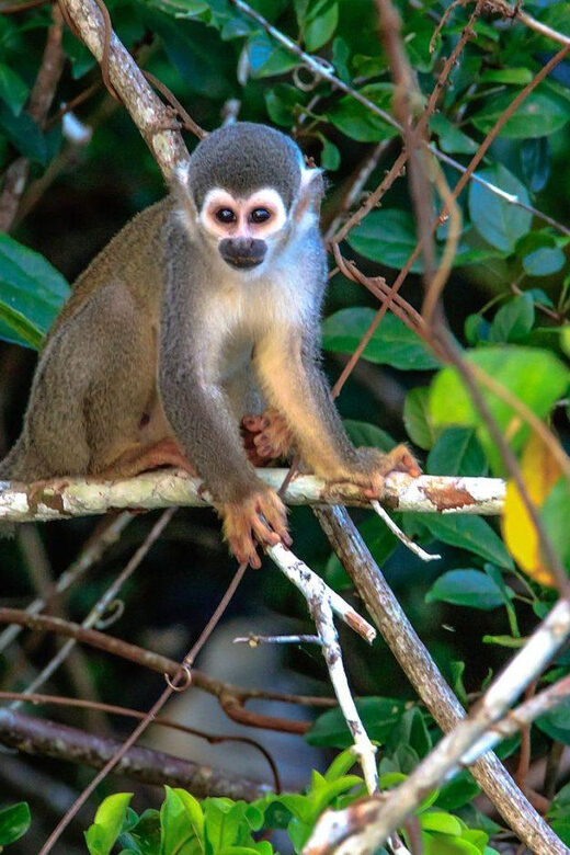 From Puerto Maldonado: Kayak Tour + Monkey Island - What the Reviews Say