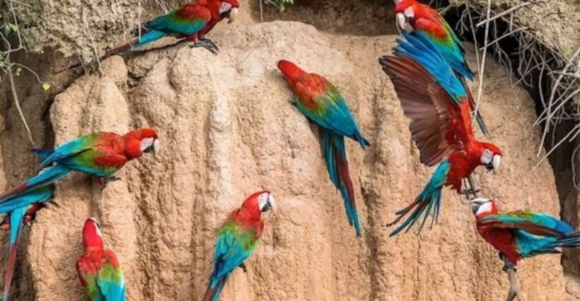 From Puerto Maldonado: Macaw Clay Lick 2 Days - Final Thoughts: Who Will Truly Enjoy This Tour?