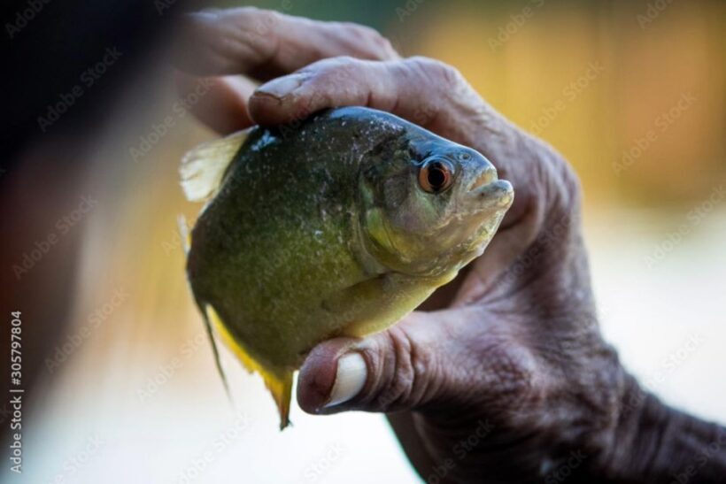 From Puerto Maldonado - Tambopata 4D/3N - Exploring the Tour: What to Expect from Start to Finish