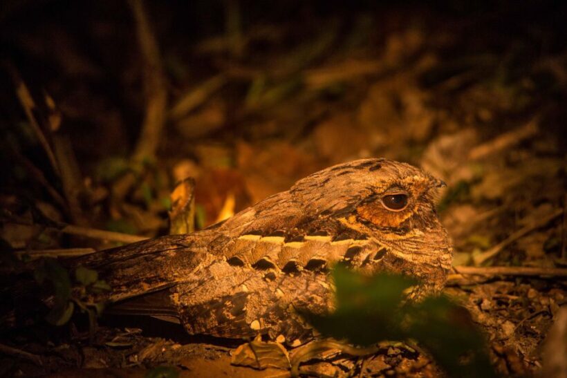 From Puerto Maldonado: Tambopata National Reserve 2-Day Tour - Who Should Consider This Tour