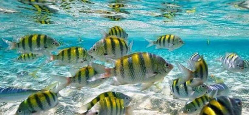 From Puerto Plata: Cayo Arena by VIP Speedboat and Snorkel - Key Points