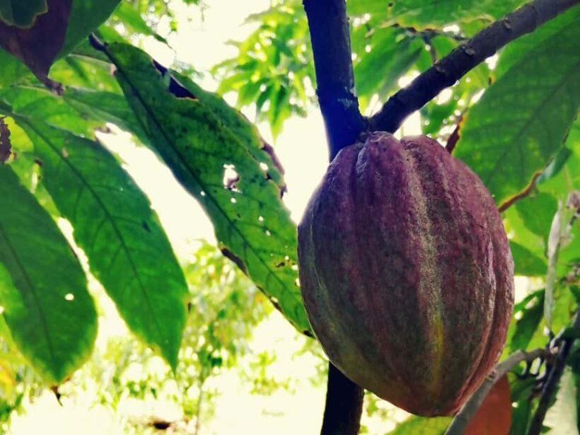 From Puerto Plata Priv: Cocoa, Coffee, Cigars & Local Market - Who Should Consider This Tour?