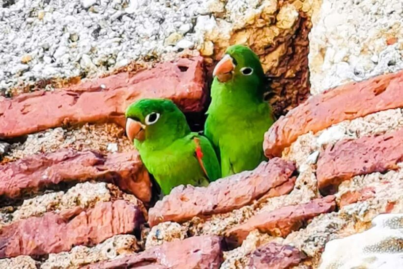 From Puerto Plata: Santo Domingo Complete Visit - Who Will Love This Experience?