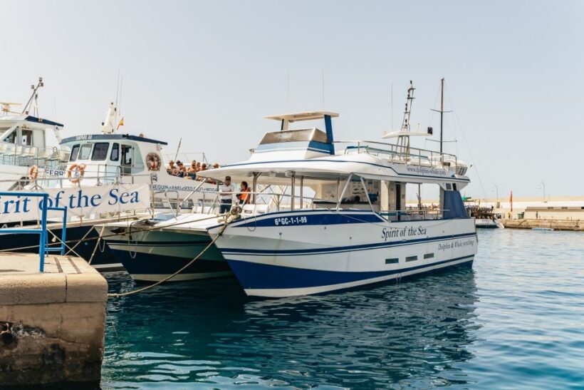 From Puerto Rico de Gran Canaria: Dolphin Watching Cruise - Key Points