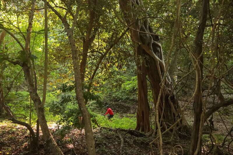 From Puerto Vallarta: Jungle Mountain Bike Tour - FAQ