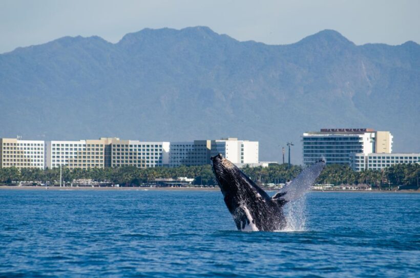 From Puerto Vallarta/Nuevo Vallarta: Whale Watching Cruise - The Experience: What You Can Expect
