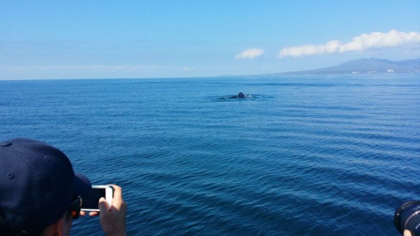 From Puerto Vallarta/Nuevo Vallarta: Whale Watching Cruise - Why This Tour Stands Out