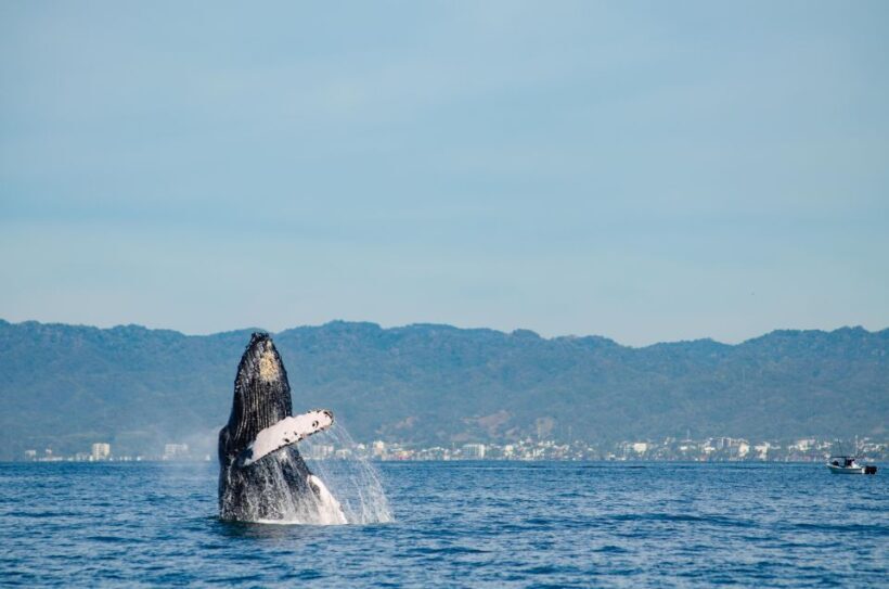 From Puerto Vallarta/Nuevo Vallarta: Whale Watching Cruise - Who Should Consider This Tour?