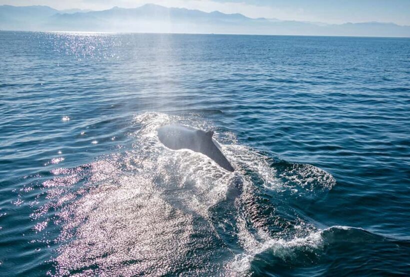 From Puerto Vallarta/Nuevo Vallarta: Whale Watching Cruise - Frequently Asked Questions