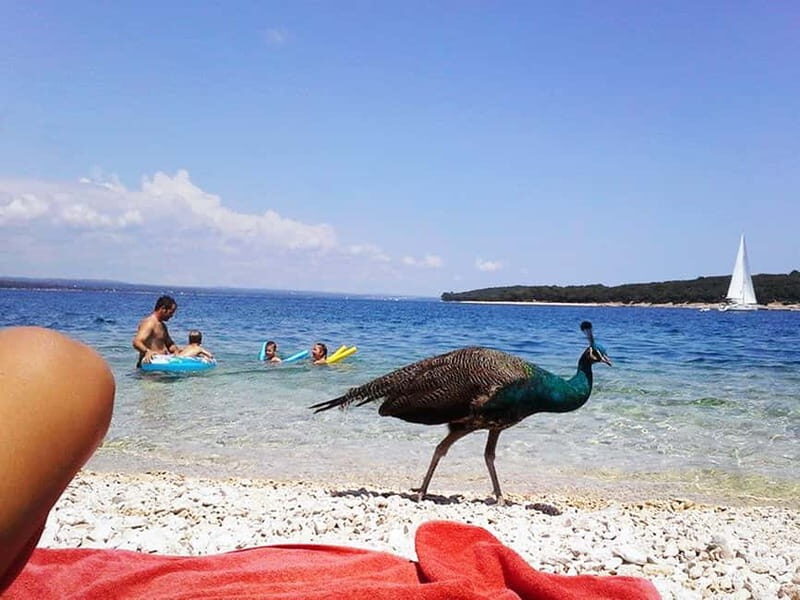 From Pula: Island Stop and National Park Day Cruise - The Sum Up