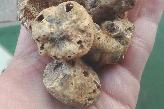 From Pula or Medulin: Rovinj, GrožNjan & Motovun Day Tour - Motovun: Truffles and Hilltop Enchantment