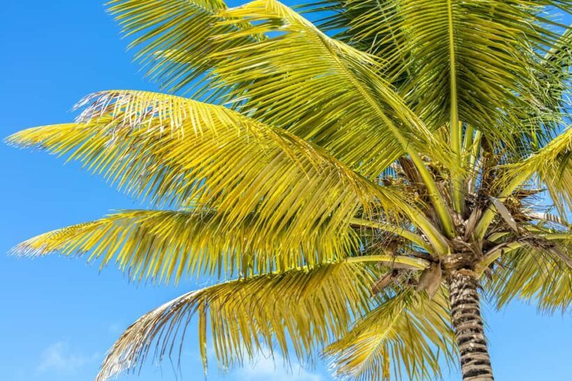 From Punta Cana: Catamaran Cruise to Saona Island with Lunch - What the Reviews Say