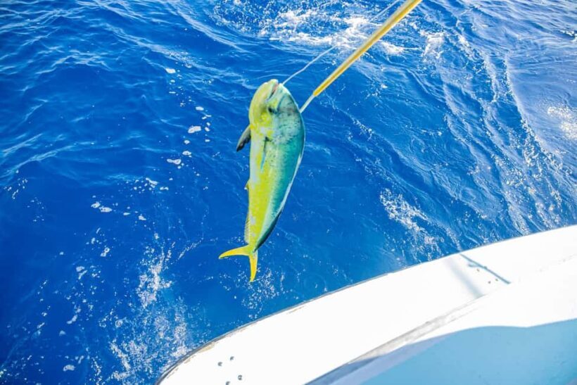 From Punta Cana: Deep Sea Fishing Tour by Boat with Drinks - A Practical Look at the Deep Sea Fishing Experience