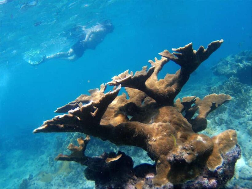 From Punta Cana: Private Catamaran Catalina Island Full-Day - Who Is This Tour Best For?