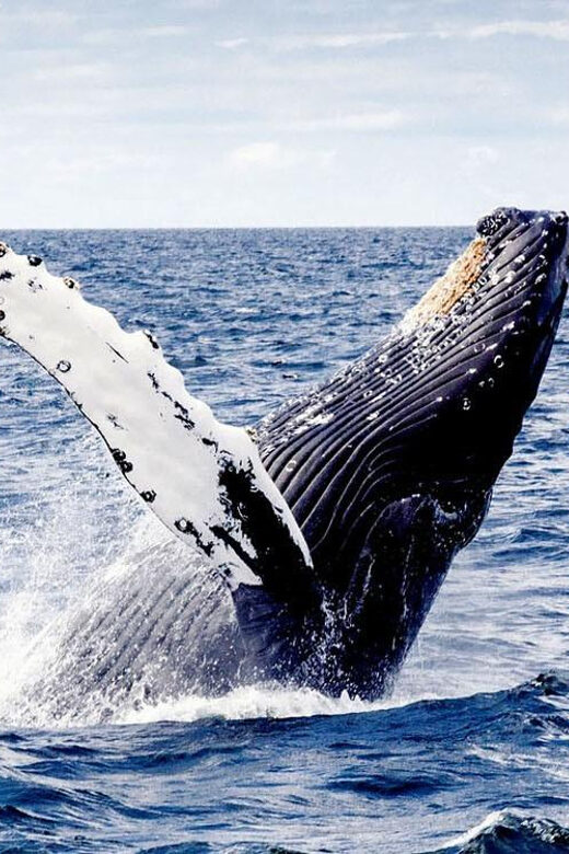 From Punta Cana: Samana and Bacardi Island Cruise and Tour - Returning Home